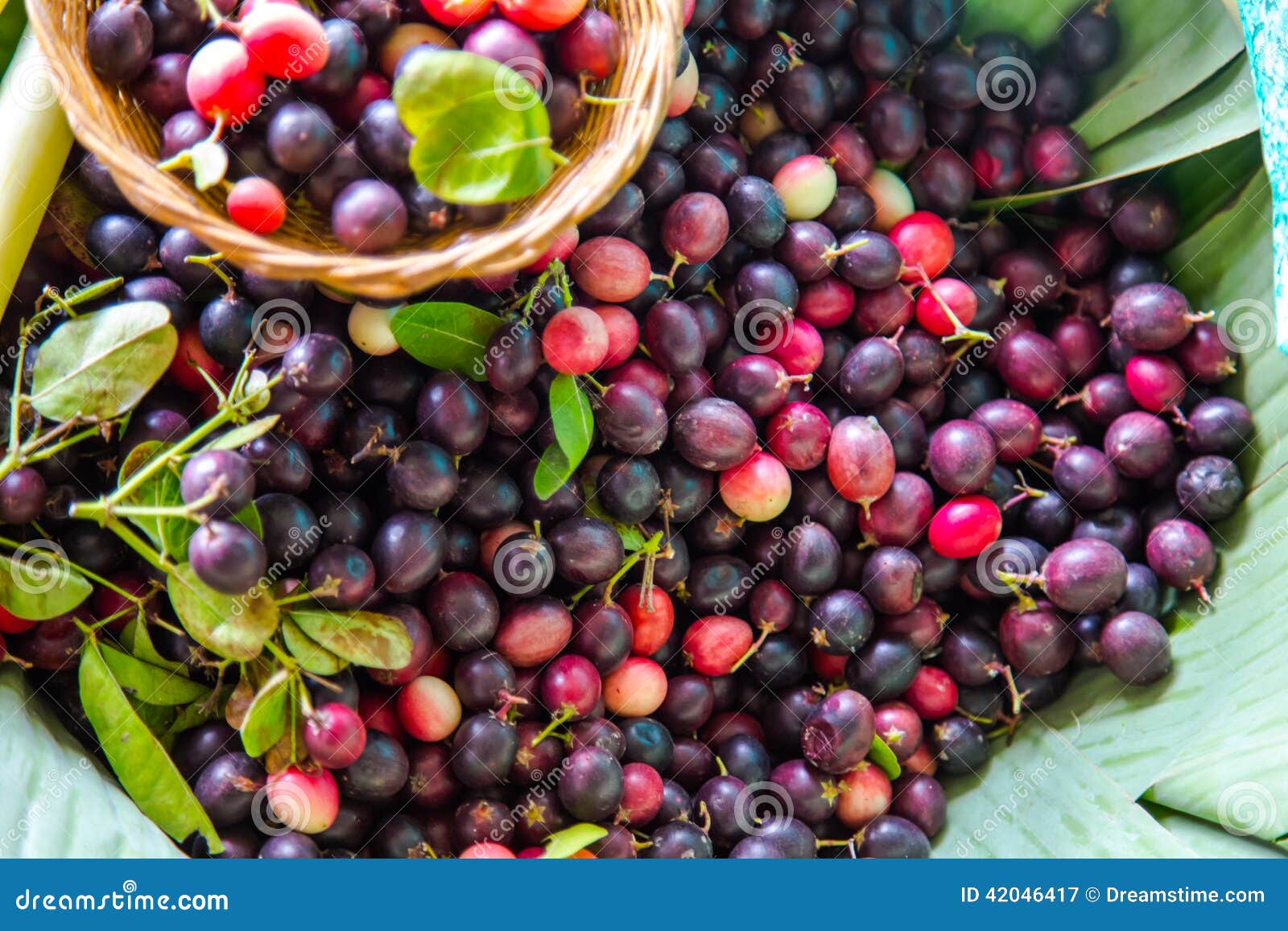 Carissa Carandas, Carunda, Koromcha Tree, Karonda Seeds, Tropical ...