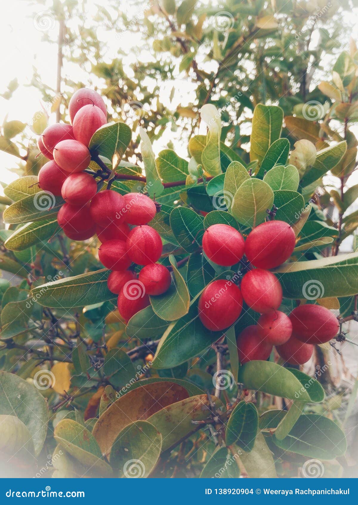 Karanda stock photo. Image of sour, fruit, redfruit - 138920904