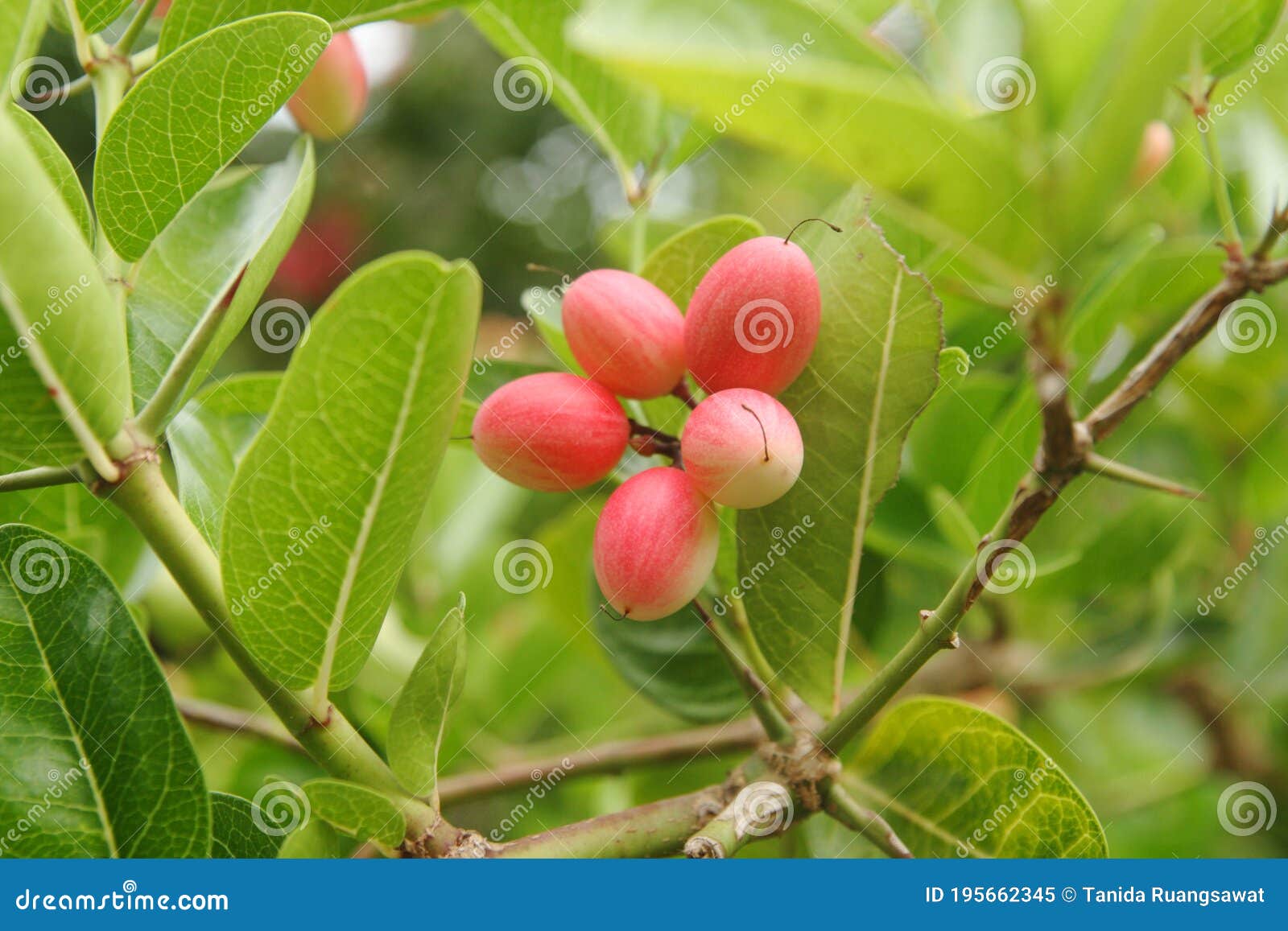 Karanda Plant on Tree on Green Leaves Background Stock Image - Image of ...