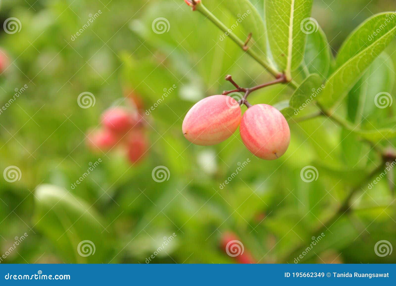 Karanda Plant on Tree on Green Leaves Background Stock Image - Image of ...