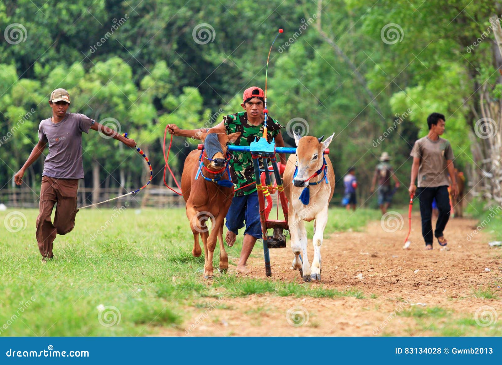 Karapan Sapi redactionele stock foto. Image of gerend - 83134028