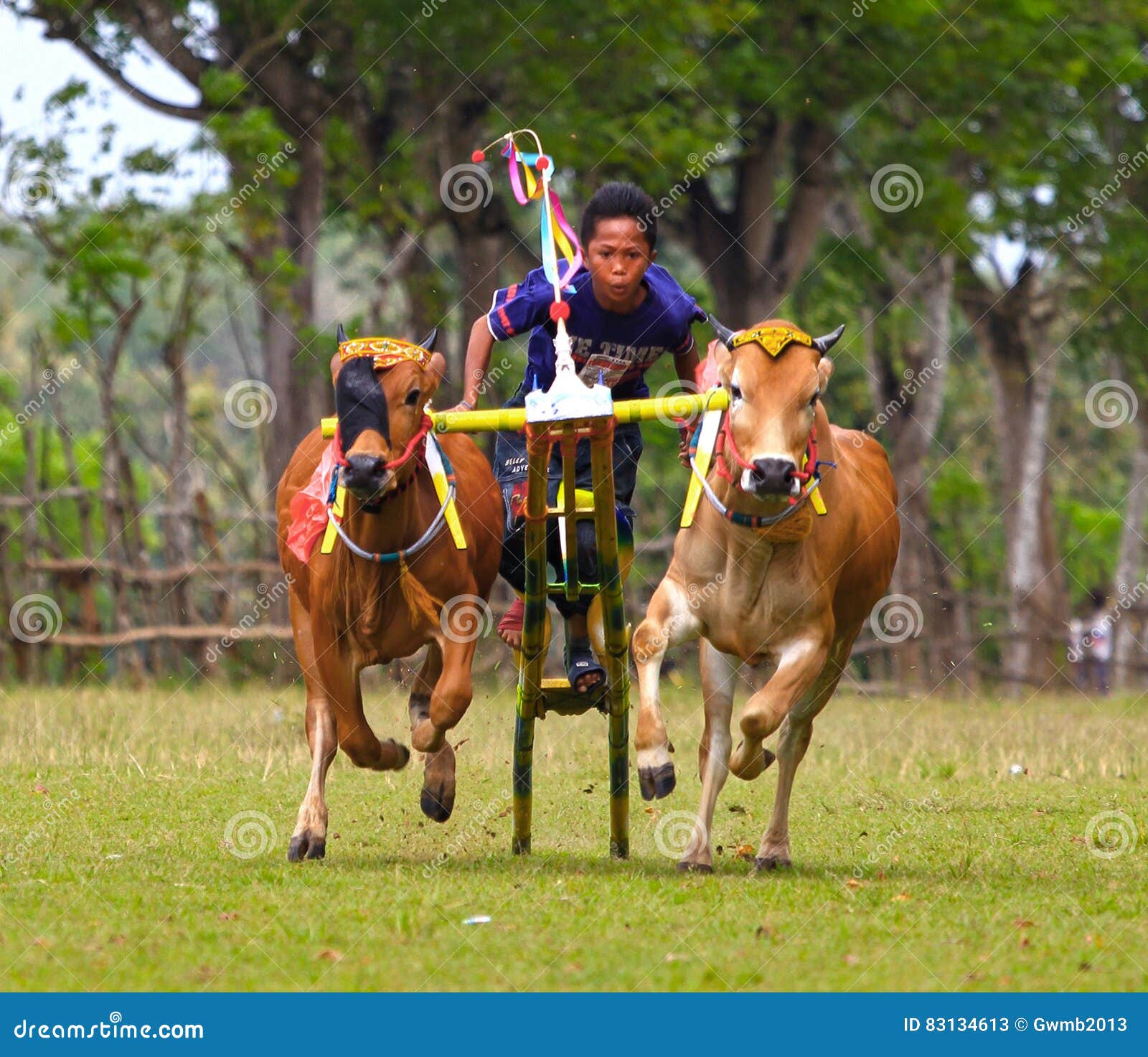 Karapan Sapi redactionele stock foto. Image of gebied - 83134613
