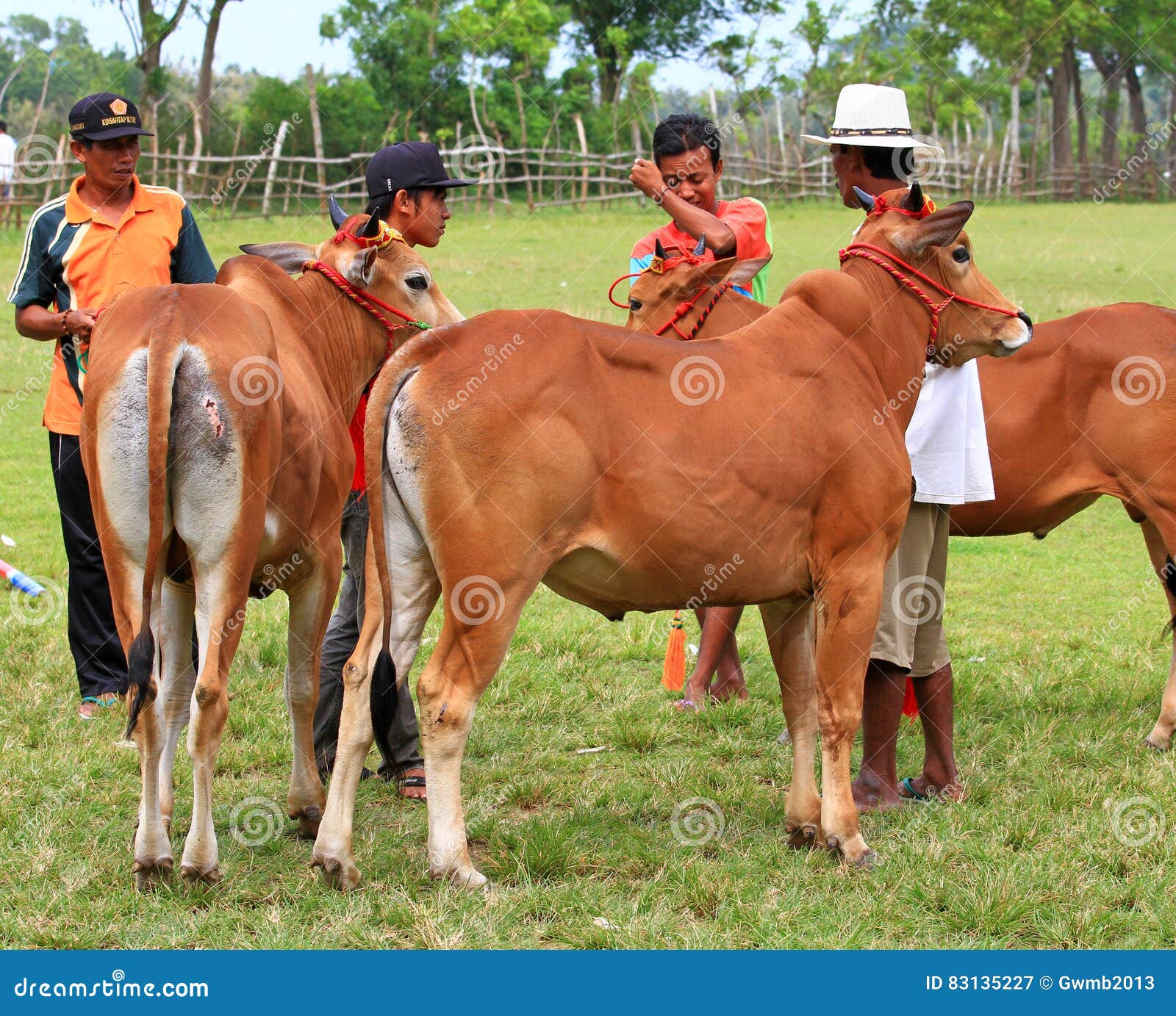 Karapan Sapi fotografia editorial. Imagem de funcionar - 83135227