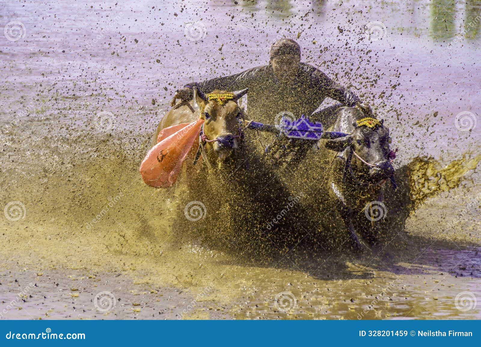 Karapan Sapi or Bulls Race Pulling a Man through Muddy Water in a ...