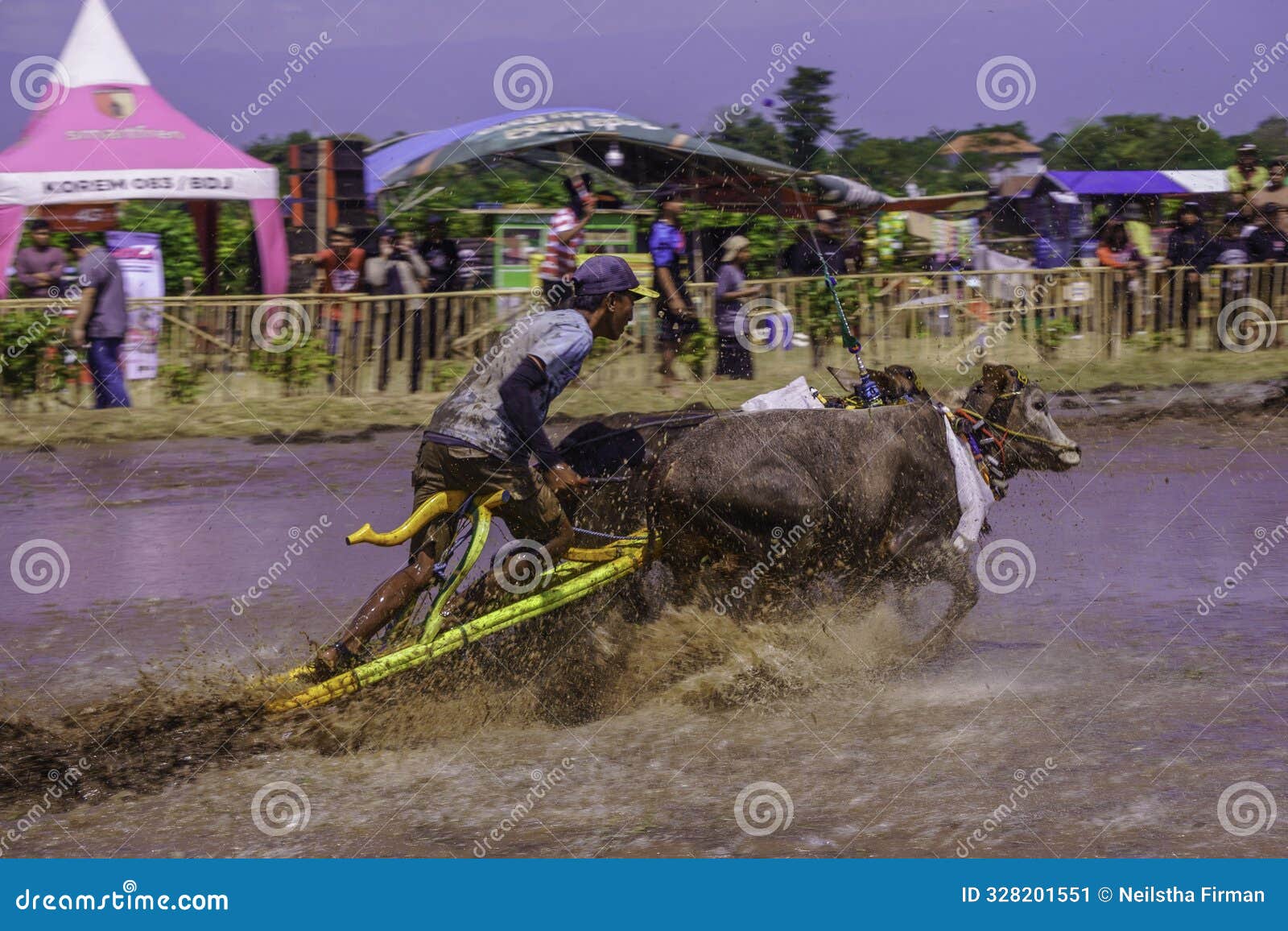 Karapan Sapi Is A Traditional Bull Racing Festival On The Indonesian ...