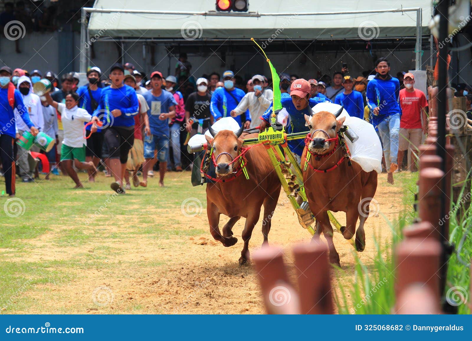 Karapan Sapi Is A Traditional Bull Racing Festival On The Indonesian ...