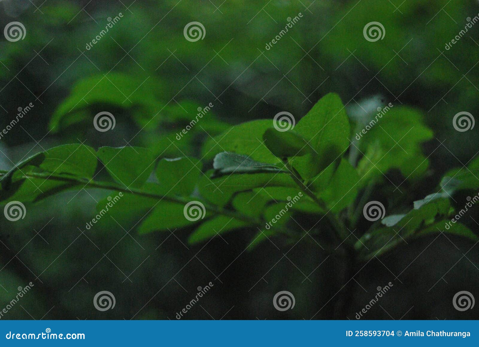 Karapincha leaf plant stock photo. Image of green, wildlife - 258593704