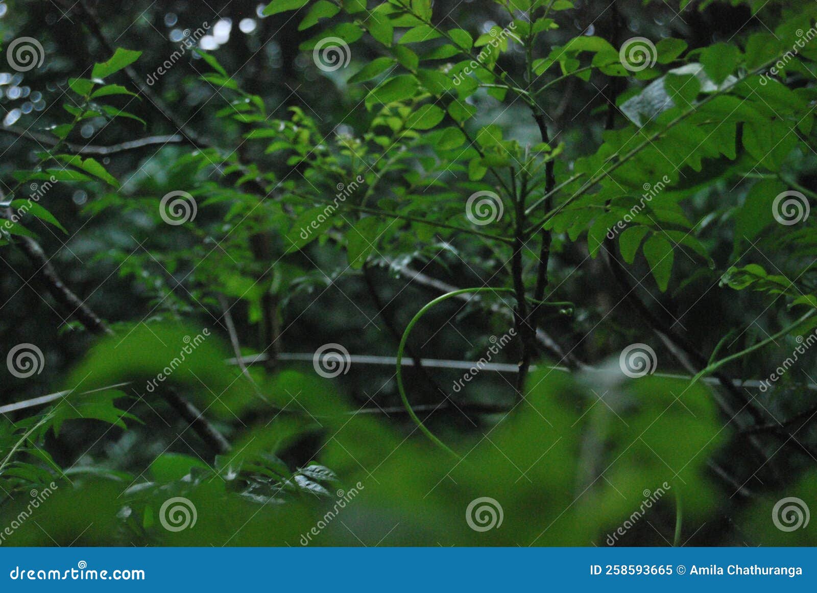 Karapincha plant leaf stock image. Image of flower, nature - 258593665