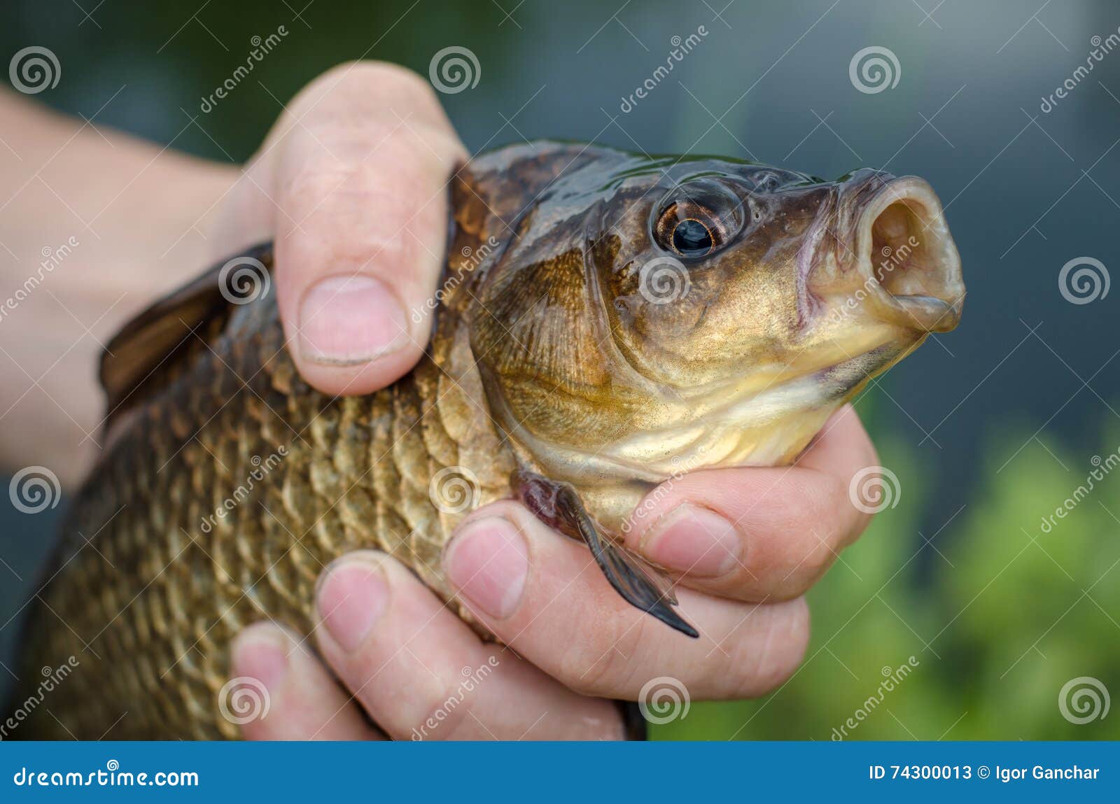 Karas in the hands stock image. Image of fish, show, palm - 74300013