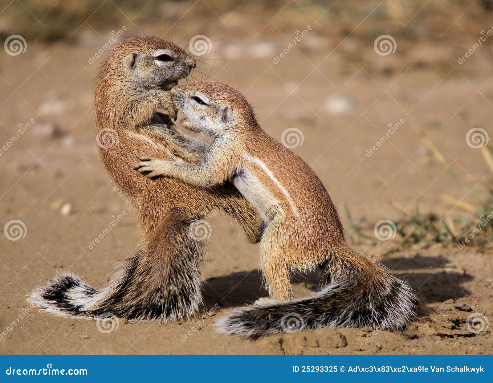 Karate Kid Squirrel stock image. Image of squirrel, enemy - 25293325