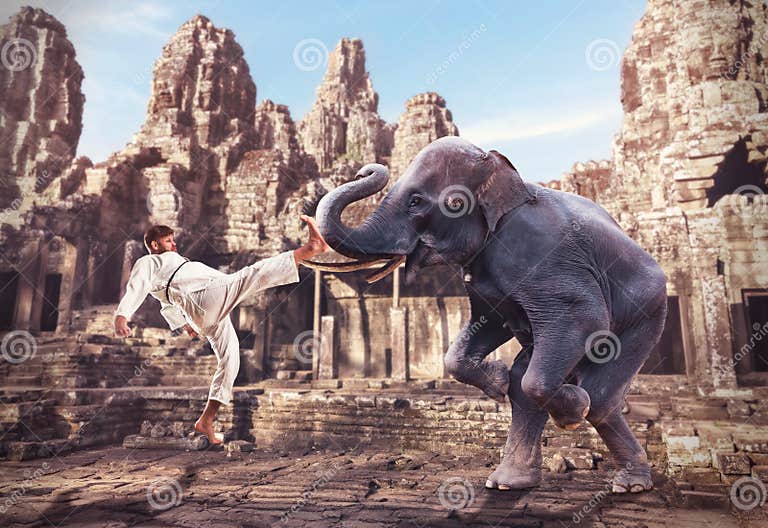 Karateka Fights with Elephant Stock Image - Image of karateka, exercise ...