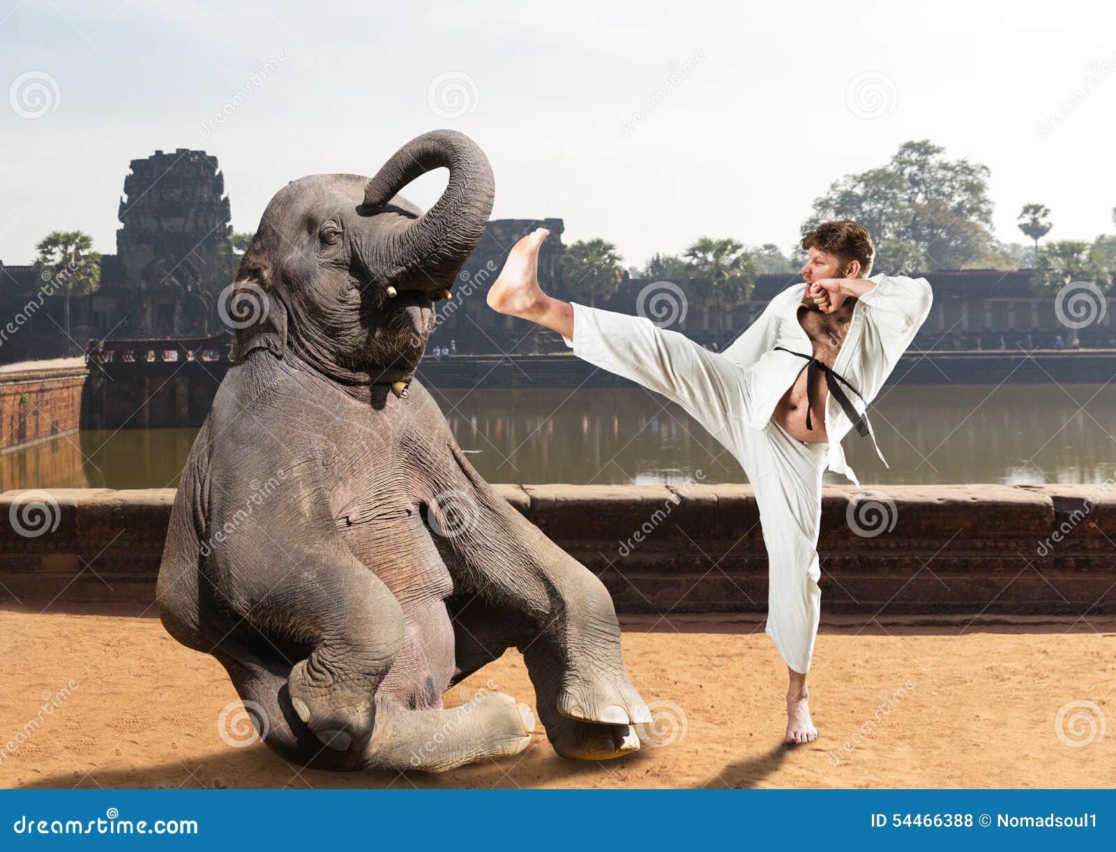 Karateka Fights with Elephant Stock Photo - Image of practice, athlete ...