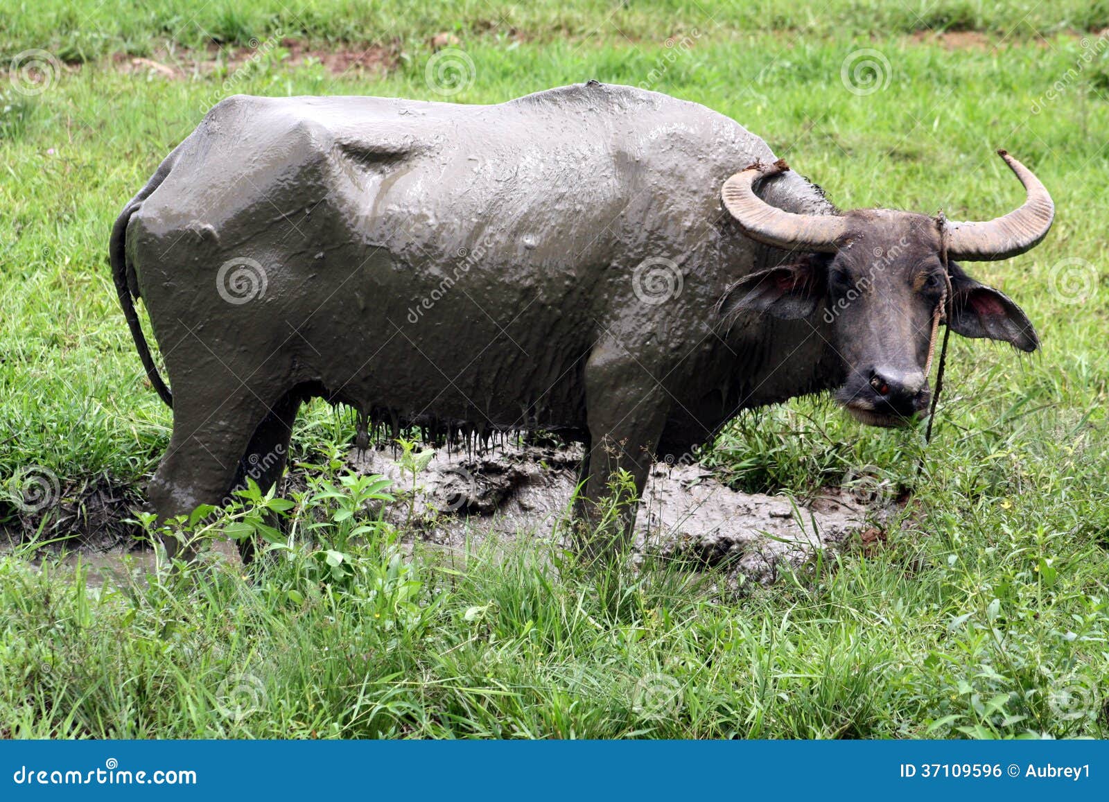 Karbouw (Bubalus-bubaliscarabanesis) Stock Foto - Image of ploeg ...