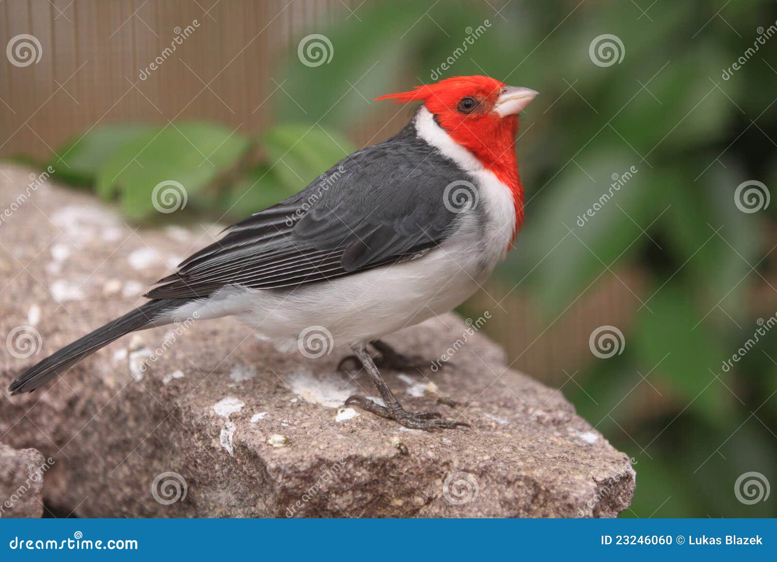 Kardinaal met rode kuif stock foto. Image of kuif, hoofd - 23246060