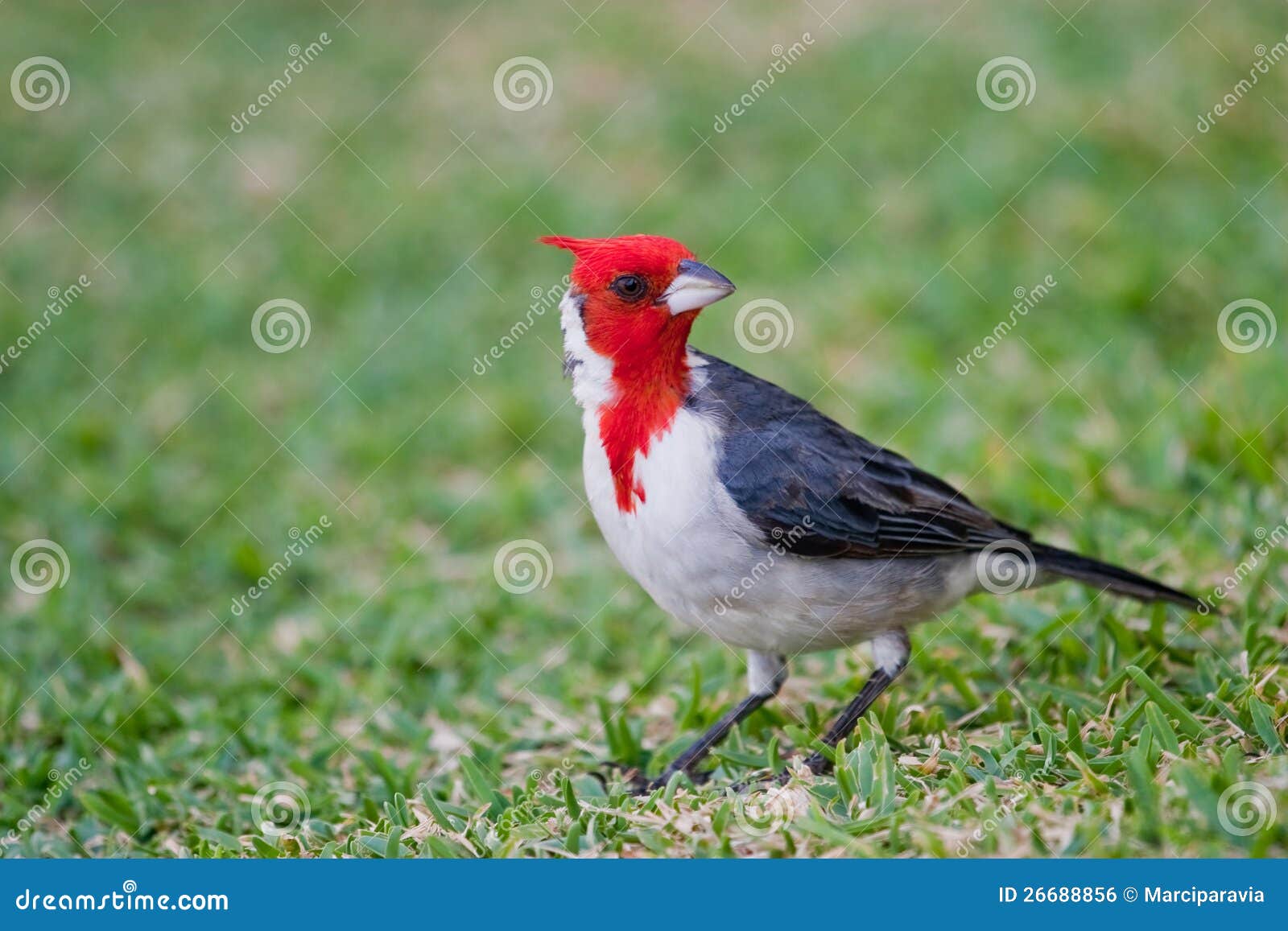 Kardinaal met rode kuif stock foto. Image of honolulu - 26688856