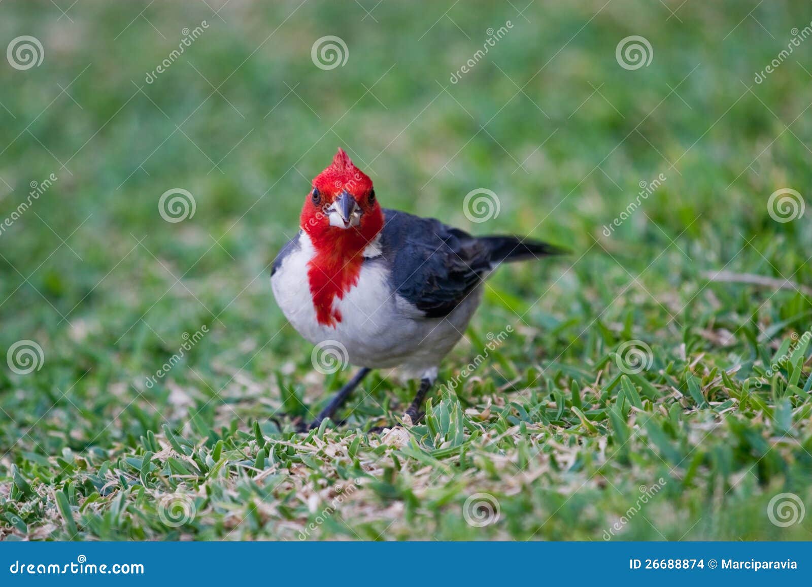Kardinaal met rode kuif stock foto. Image of gras, tankwagen - 26688874