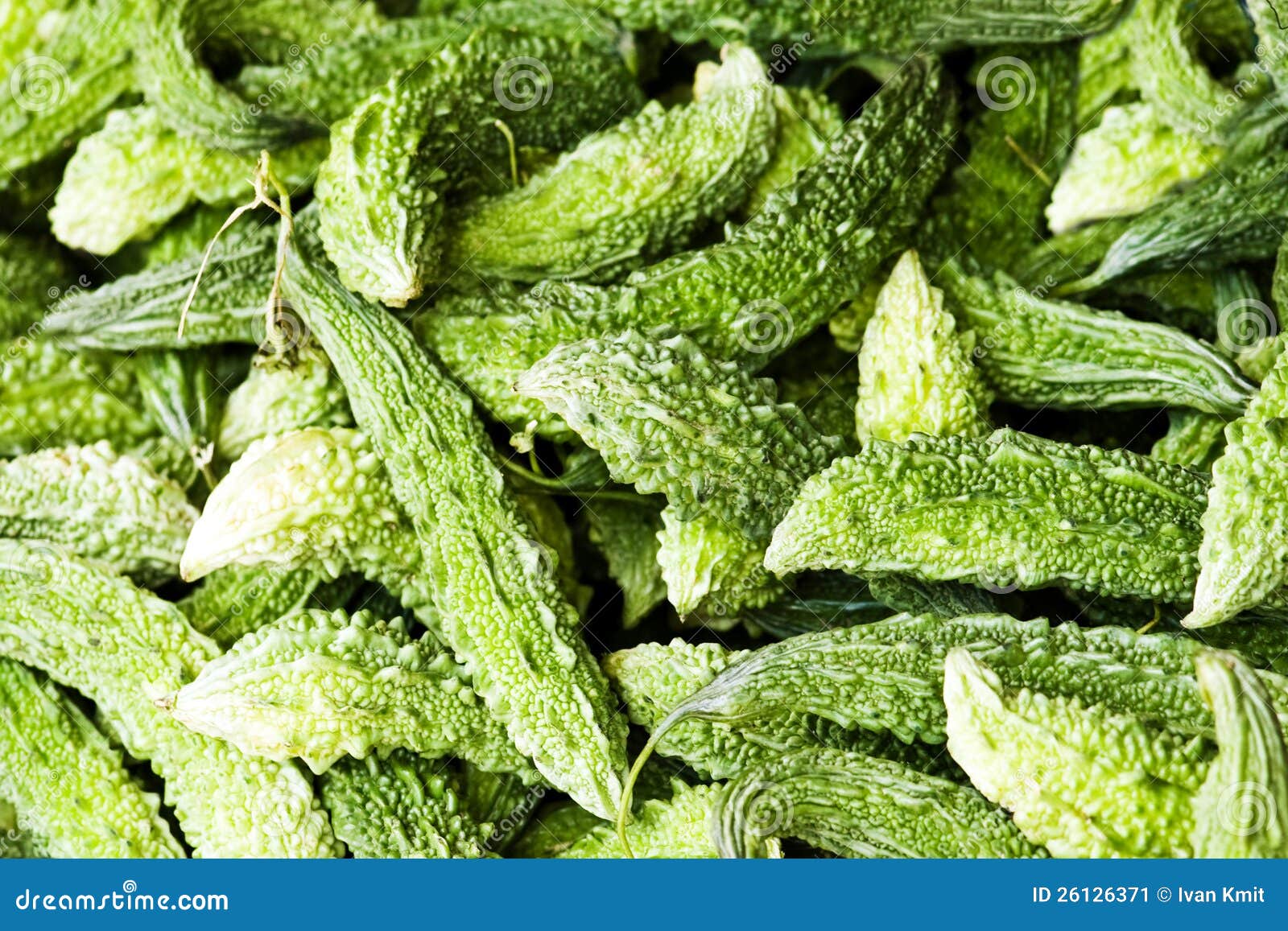 Karela stock image. Image of east, food, bitter, tropical - 26126371