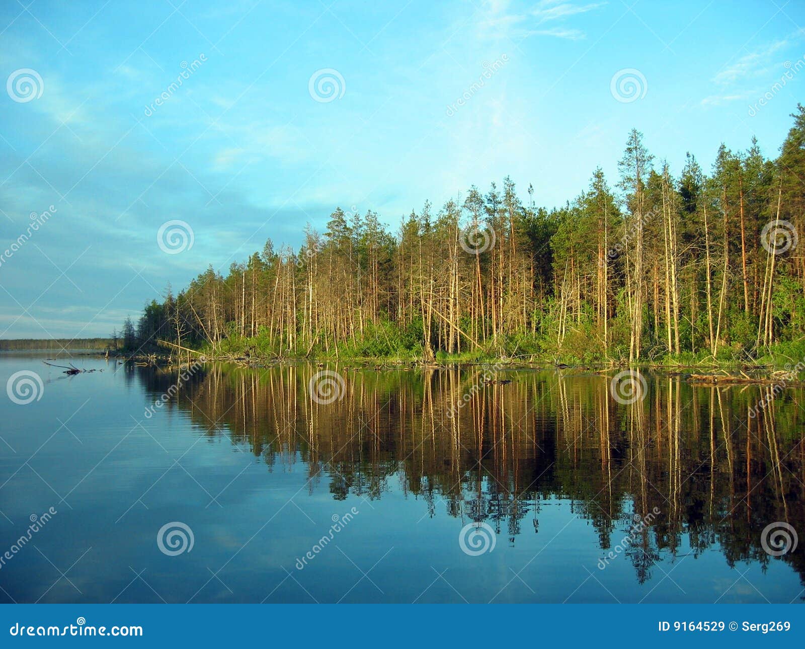 Karelian forest stock image. Image of horizon, remote - 9164529