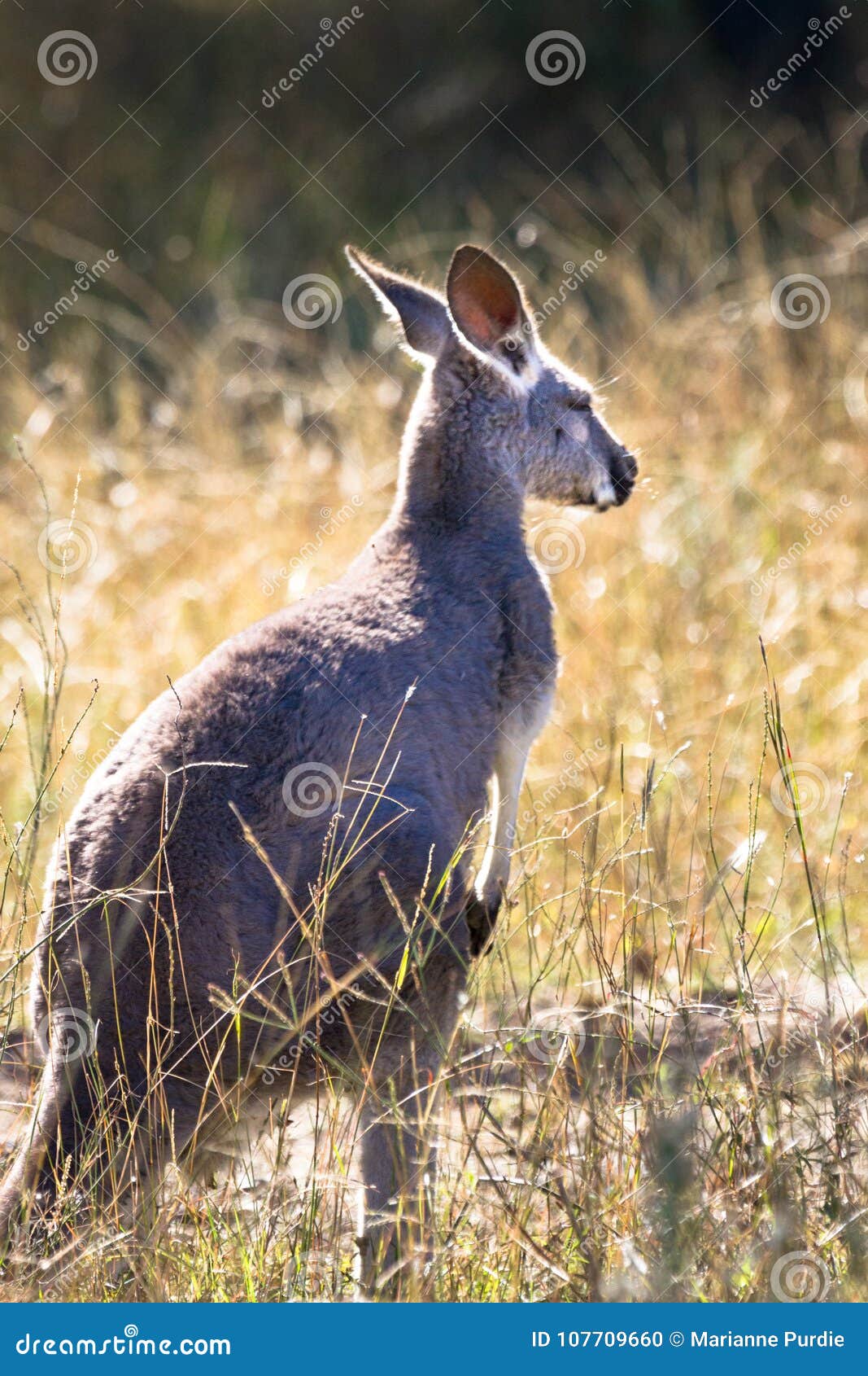 Kargaroo facing away stock photo. Image of masupial - 107709660