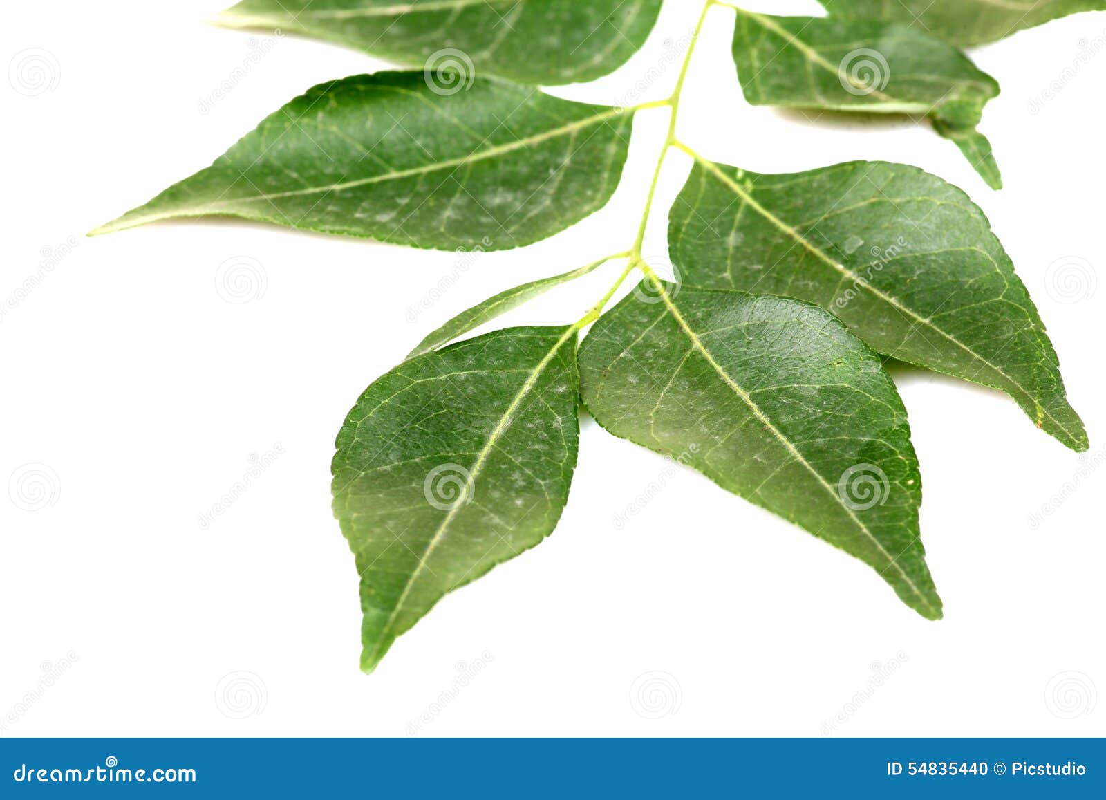 Kari leaves stock photo. Image of leaves, green, background - 54835440
