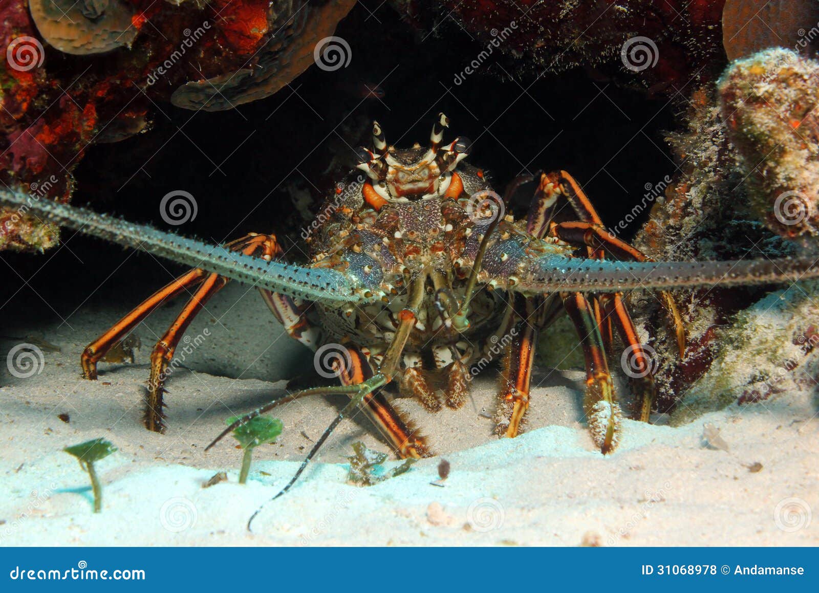 Karibische Languste stockfoto. Bild von sturzflug, ozeanisch - 31068978