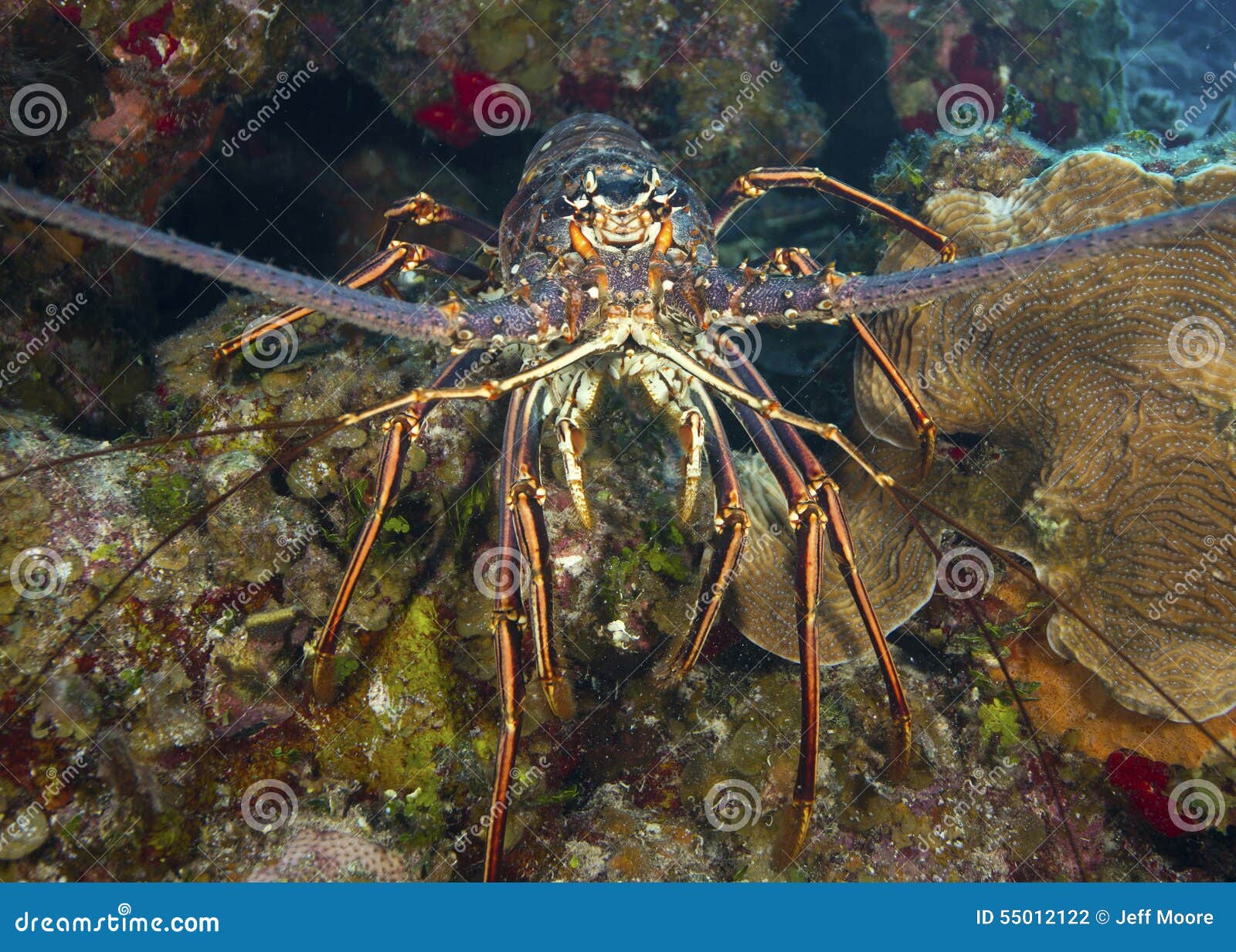Karibische Languste-Nahaufnahme Stockfoto - Bild von meer, loch: 55012122