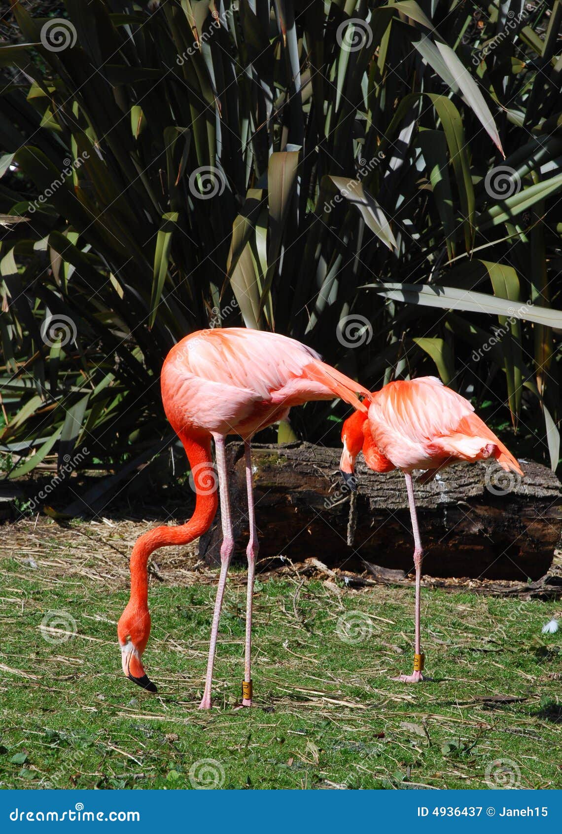 Karibischer Flamingo stockbild. Bild von umgebung, paar - 4936437
