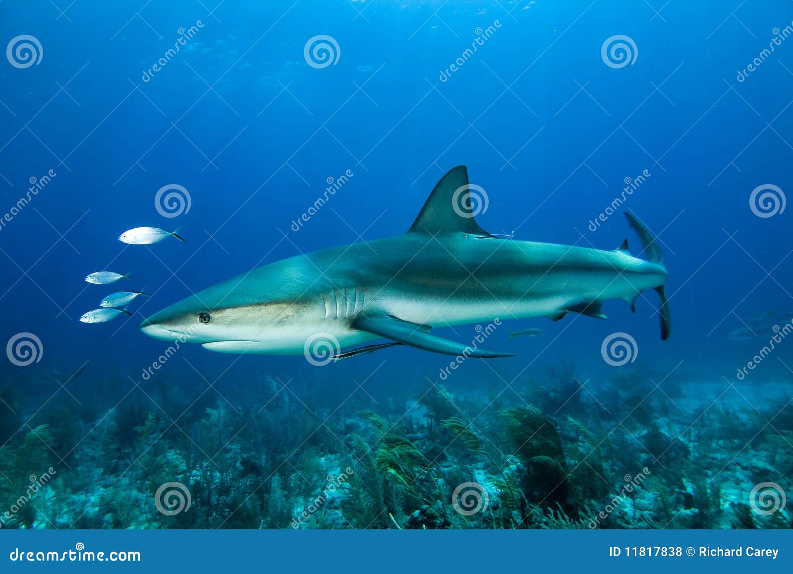 Karibischer Riff-Haifisch stockfoto. Bild von schattenbild - 11817838