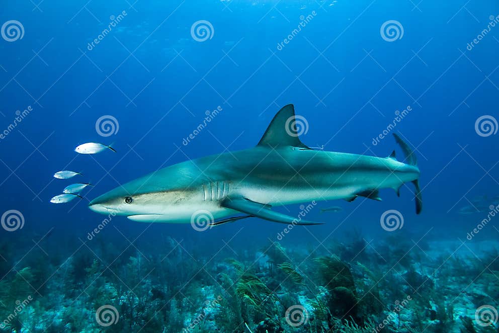 Karibischer Riff-Haifisch stockfoto. Bild von schattenbild - 11817838