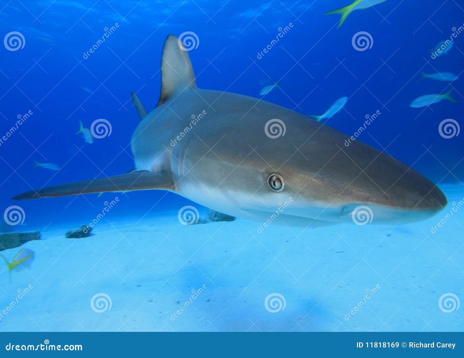 Karibischer Riff-Haifisch stockbild. Bild von sturzflug - 11818169