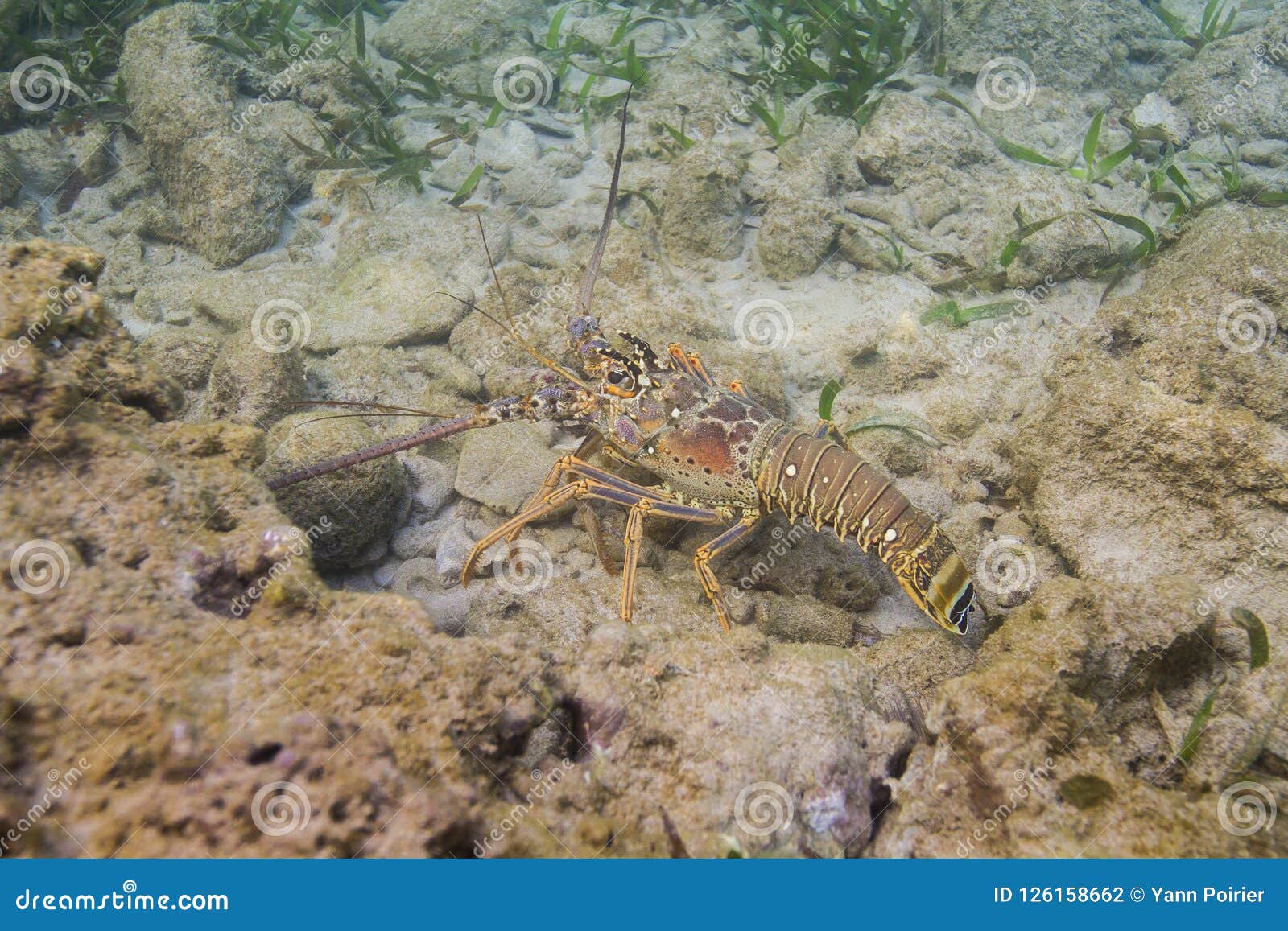 Karibischer Stacheliger Hummer Stockfoto - Bild von honduras, wild ...