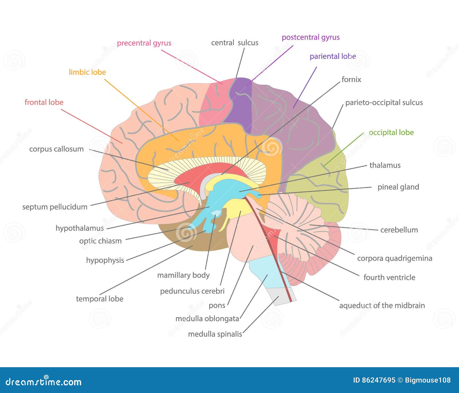 Karikatur-Mensch Brain Anatomy in Einem Schnitt Vektor Vektor Abbildung ... Karikatur-Mensch Brain Anatomy in Einem Schnitt Vektor Vektor Abbildung ...