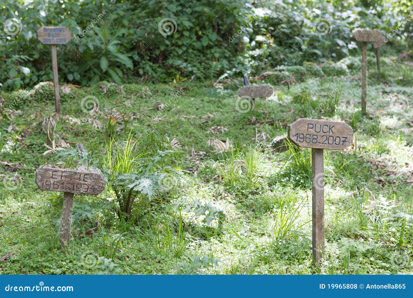 Karisoke Research Center Gorillas Graves Editorial Stock Photo - Image ...