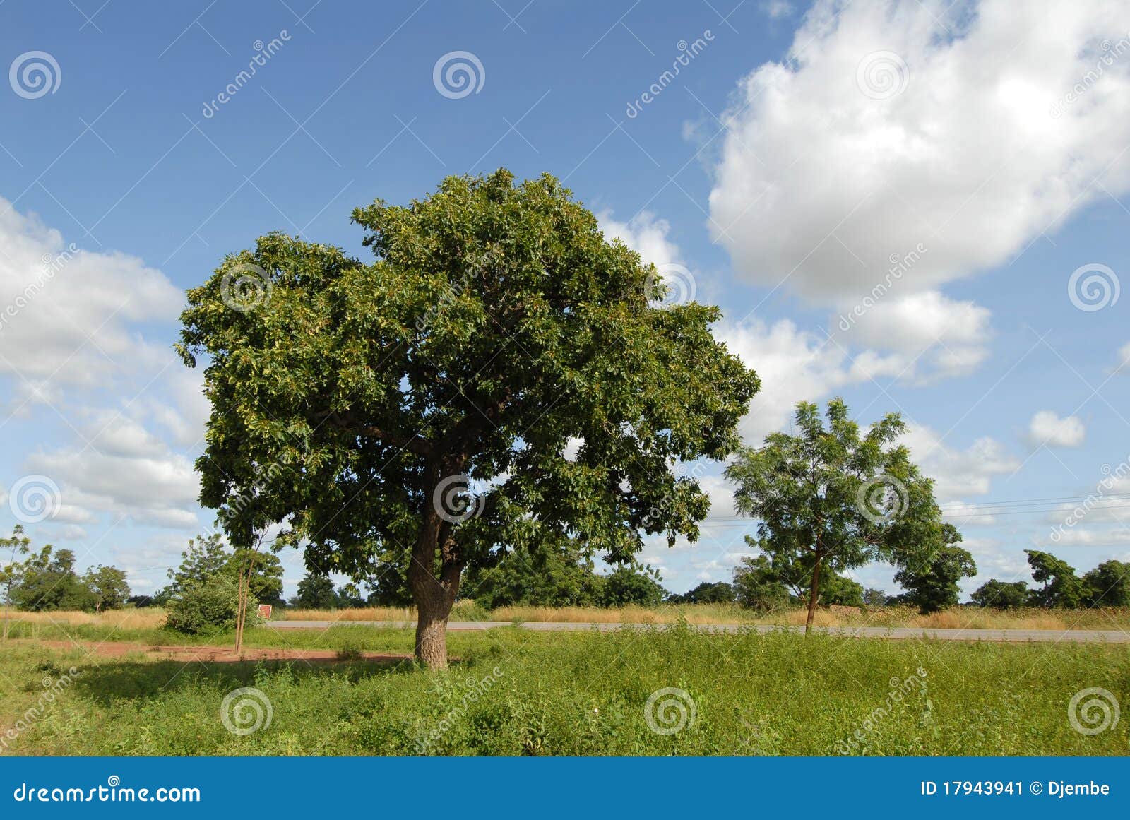 KaritÃ¨ tree stock image. Image of ouagadougou, walnut - 17943941