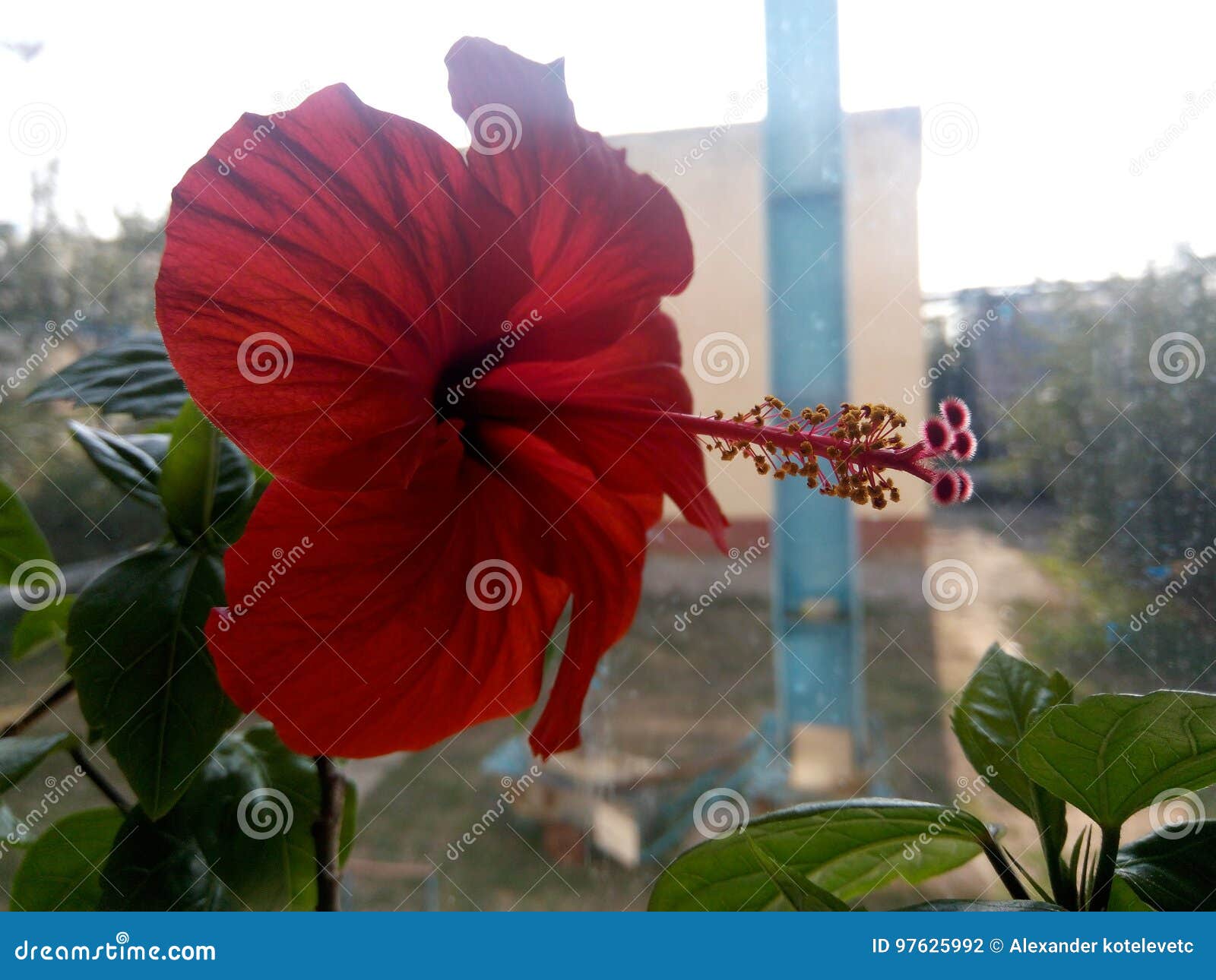 Karkade Flowers Reed Yellow Green Stock Photo - Image of green, reed ...