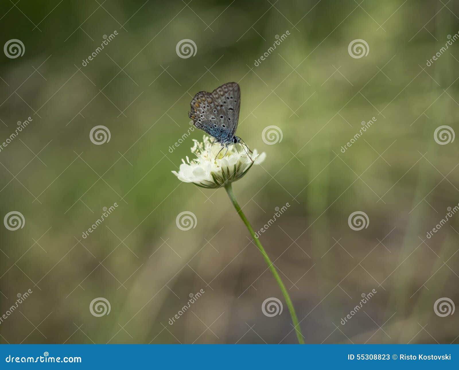 Karner Blue Butterfly stock image. Image of winged, isolated - 55308823