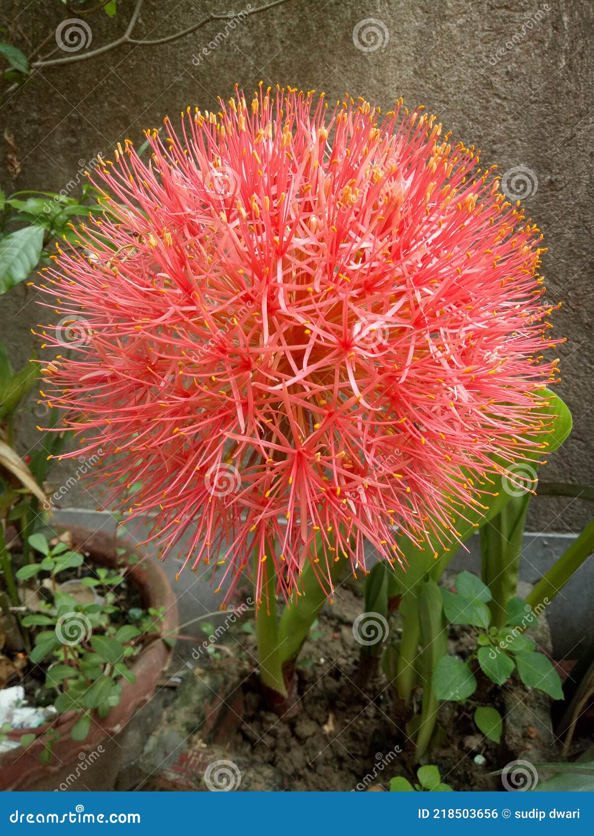 Karona Virus Flower .covid19 Flower Stock Photo - Image of vegetable ...