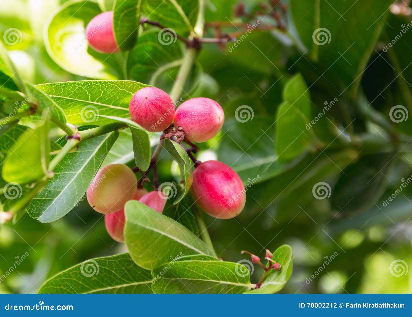 Karonda or Carunda Fruits stock photo. Image of pink - 70002212