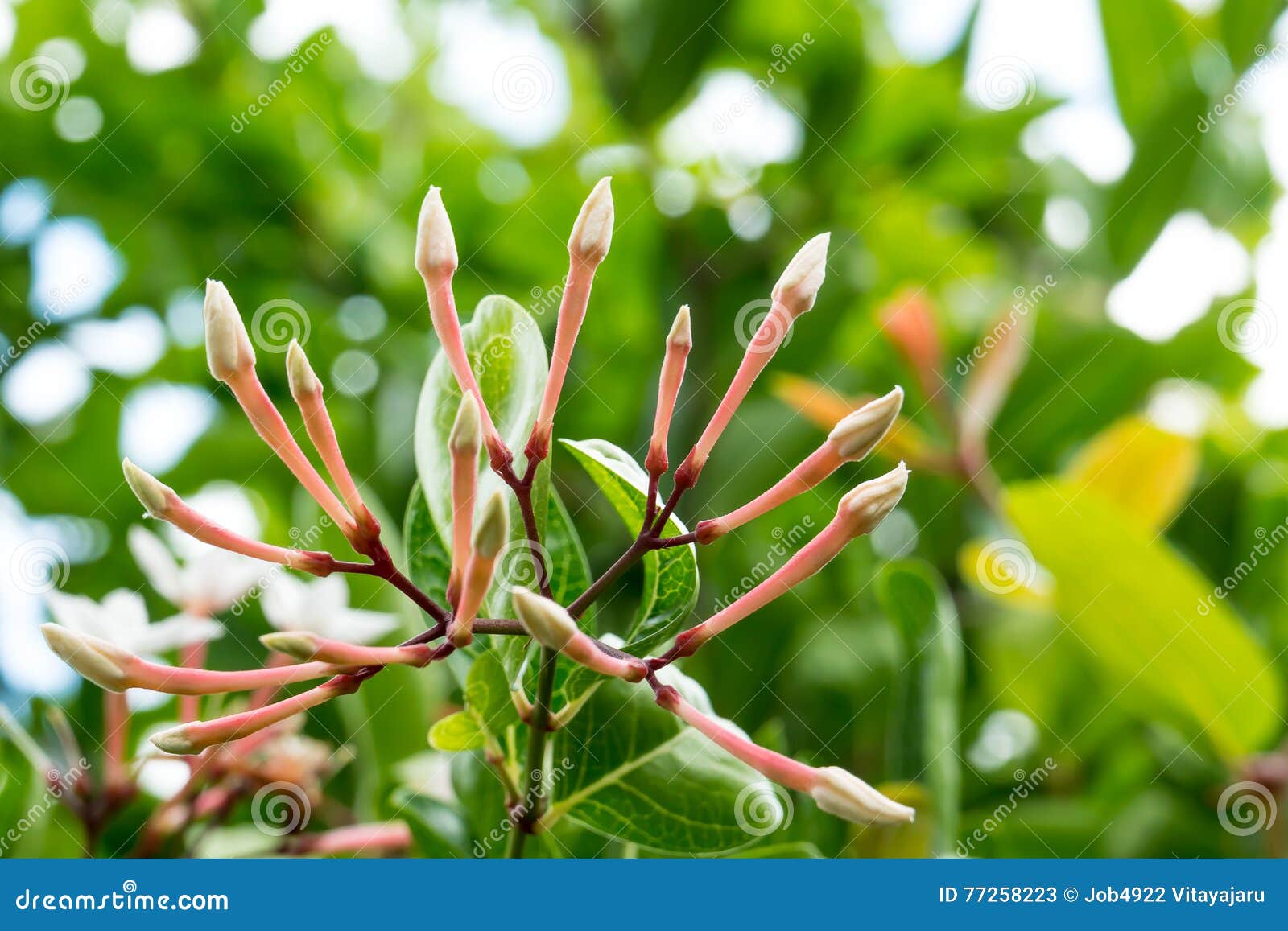 Karonda flower stock image. Image of garden, karonda - 77258223