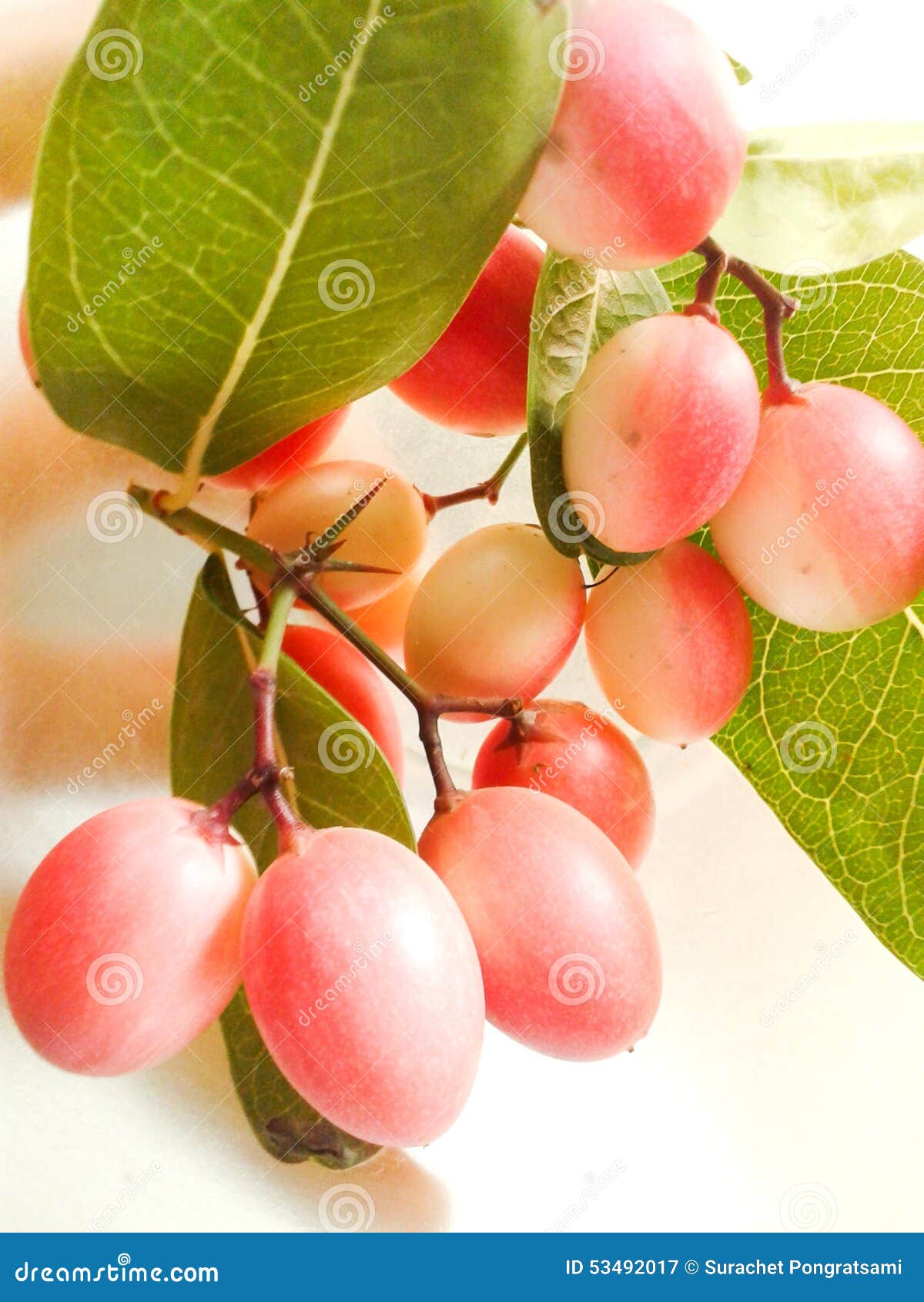 Karonda stock image. Image of nature, food, carandas - 53492017