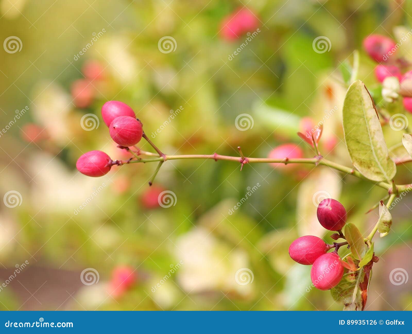 Karonda fruit stock photo. Image of green, gourmet, carandas - 89935126