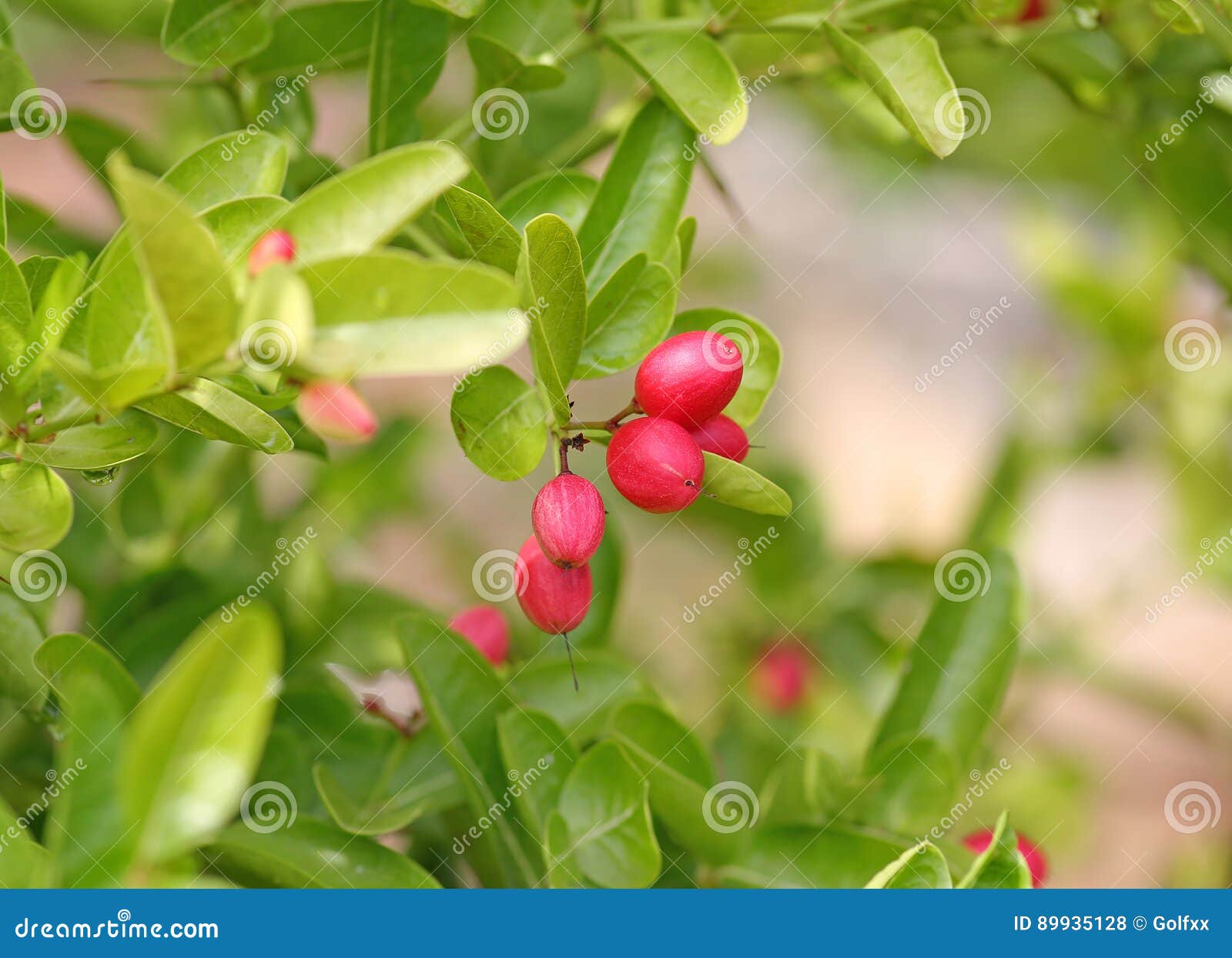 Karonda fruit stock photo. Image of karonda, karanda - 89935128