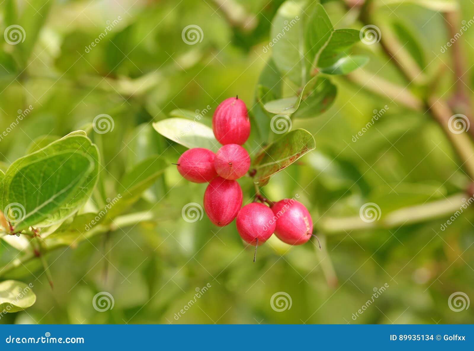 Karonda fruit stock photo. Image of colorful, dhaka, care - 89935134