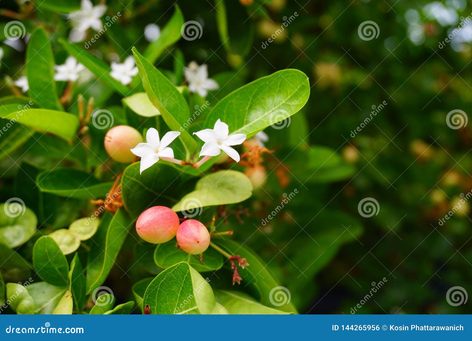 Karonda Fruit or Carunda Fruit on Tree and Green Leaf Stock Photo ...