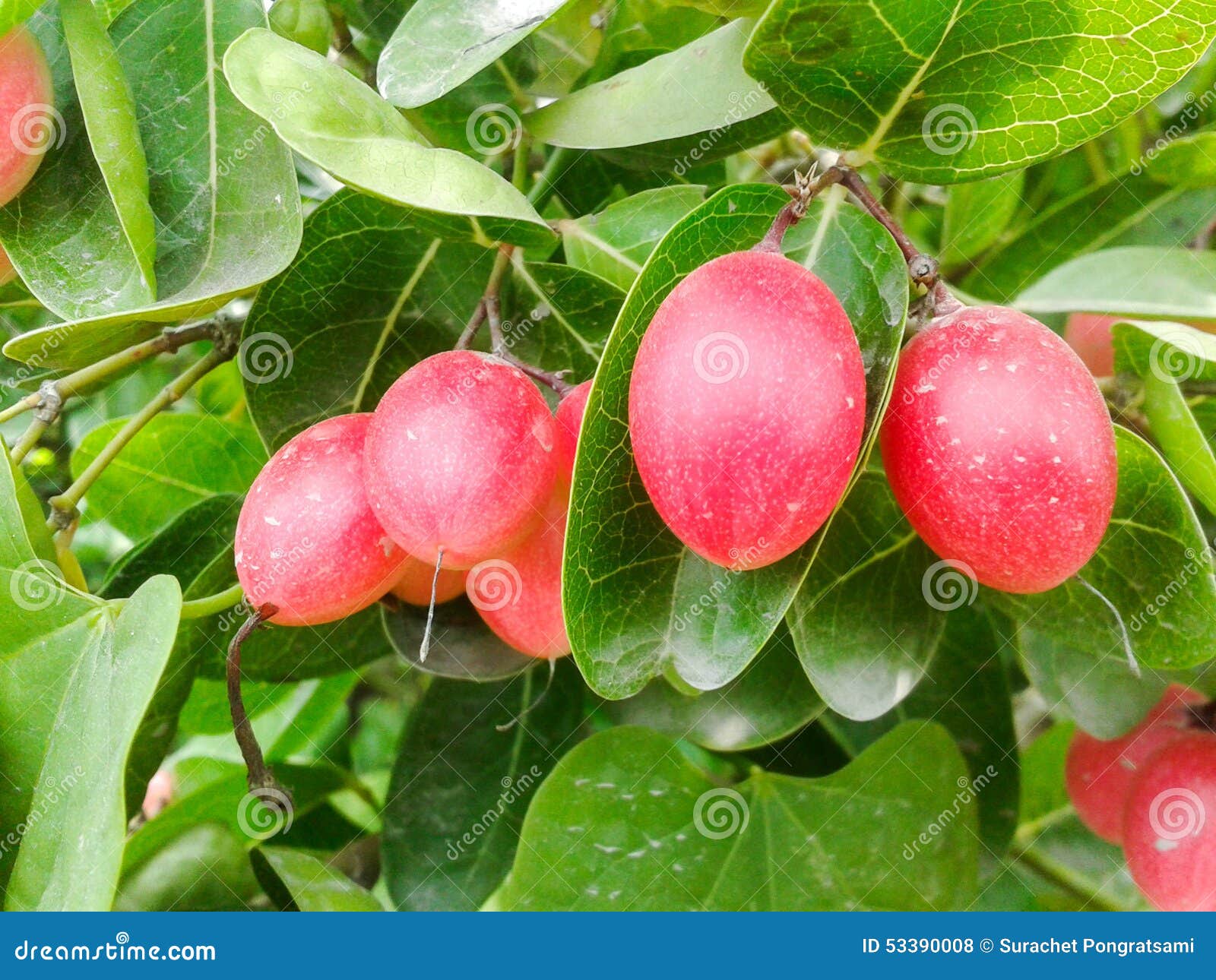 Karonda fruit stock photo. Image of agriculture, fresh - 53390008