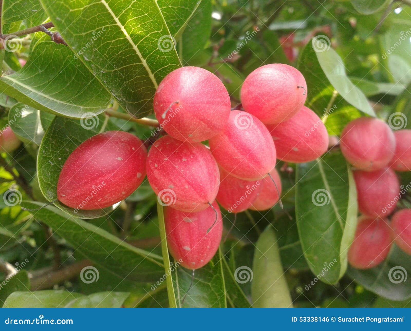 Karonda fruit stock photo. Image of karonda, food, pink - 53338146