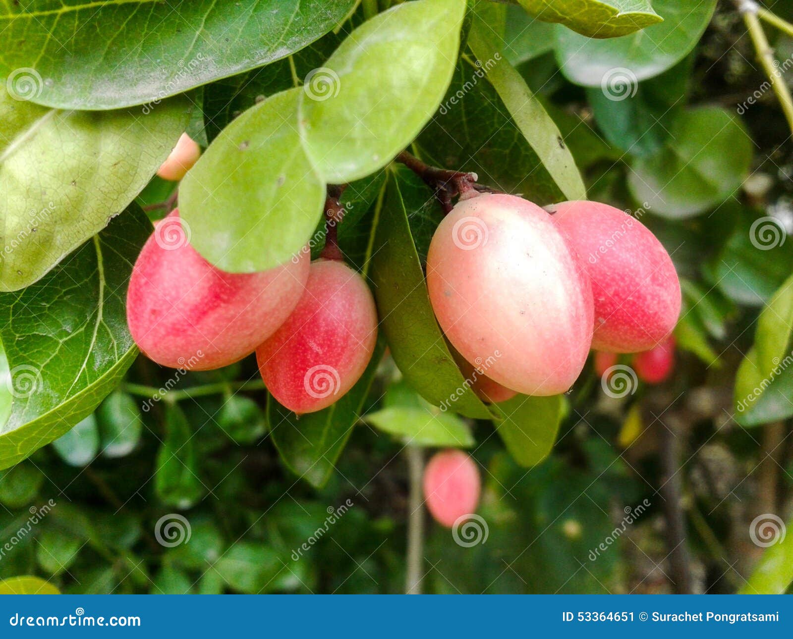 Karonda fruit stock image. Image of fruit, karonda, nature - 53364651