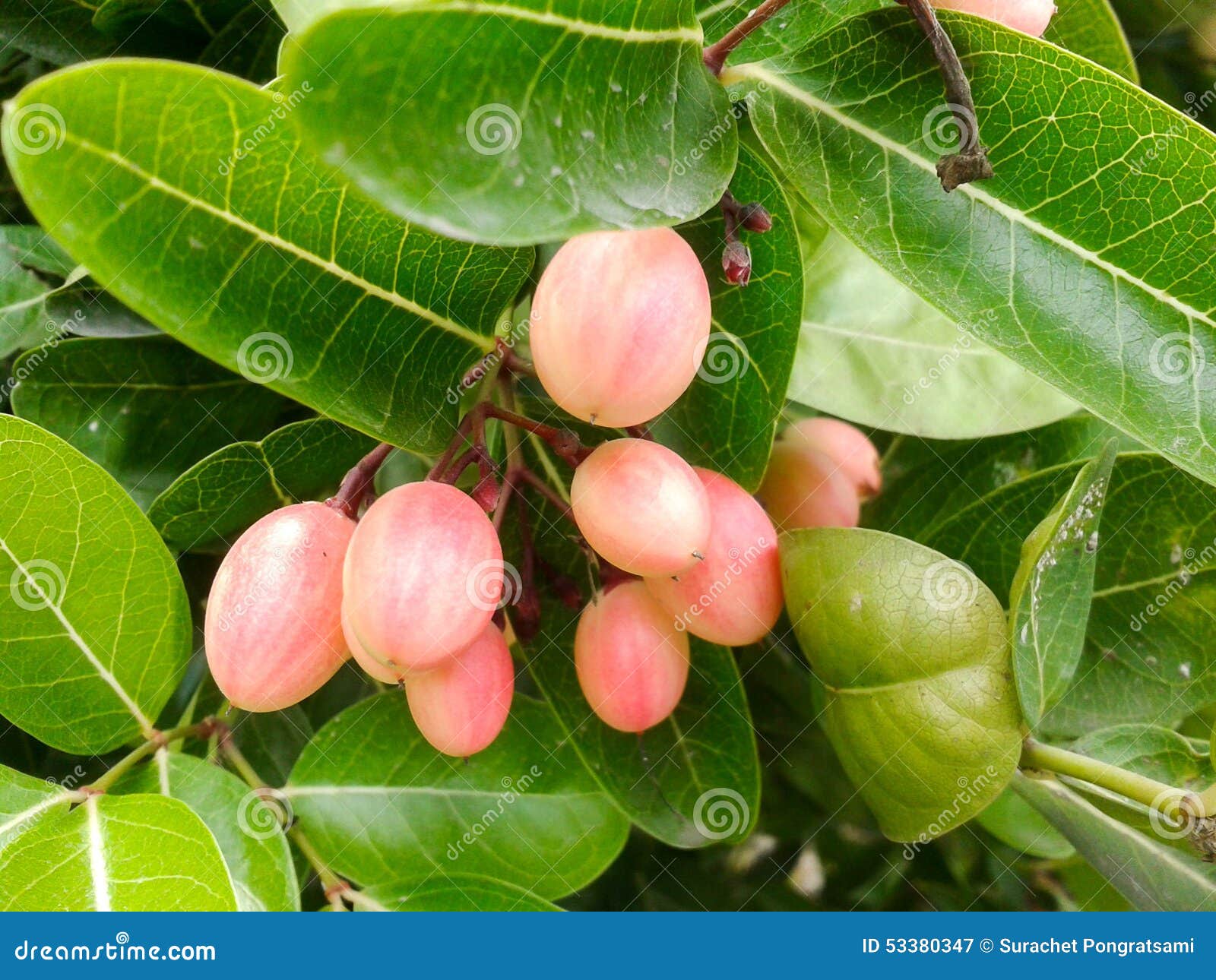 Karonda fruit stock image. Image of carandas, pink, sour - 53380347