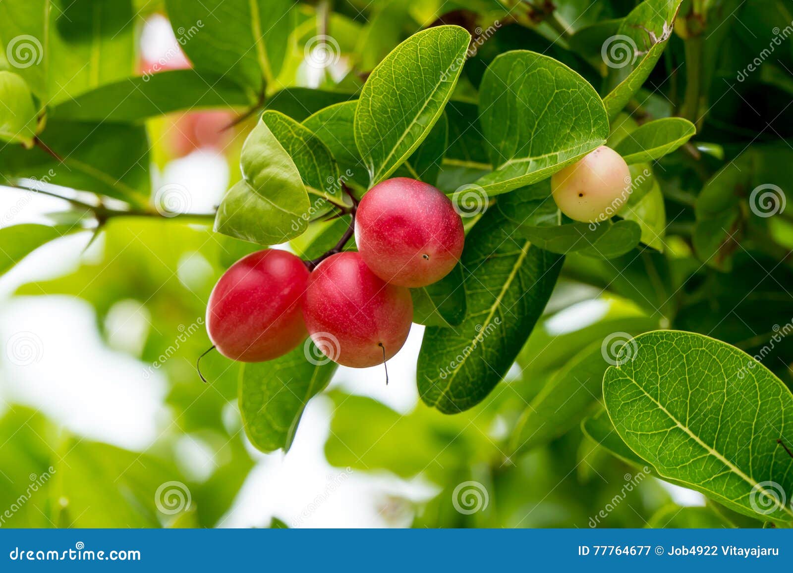 Karonda Fruit stock image. Image of leaf, produce, natural - 77764677
