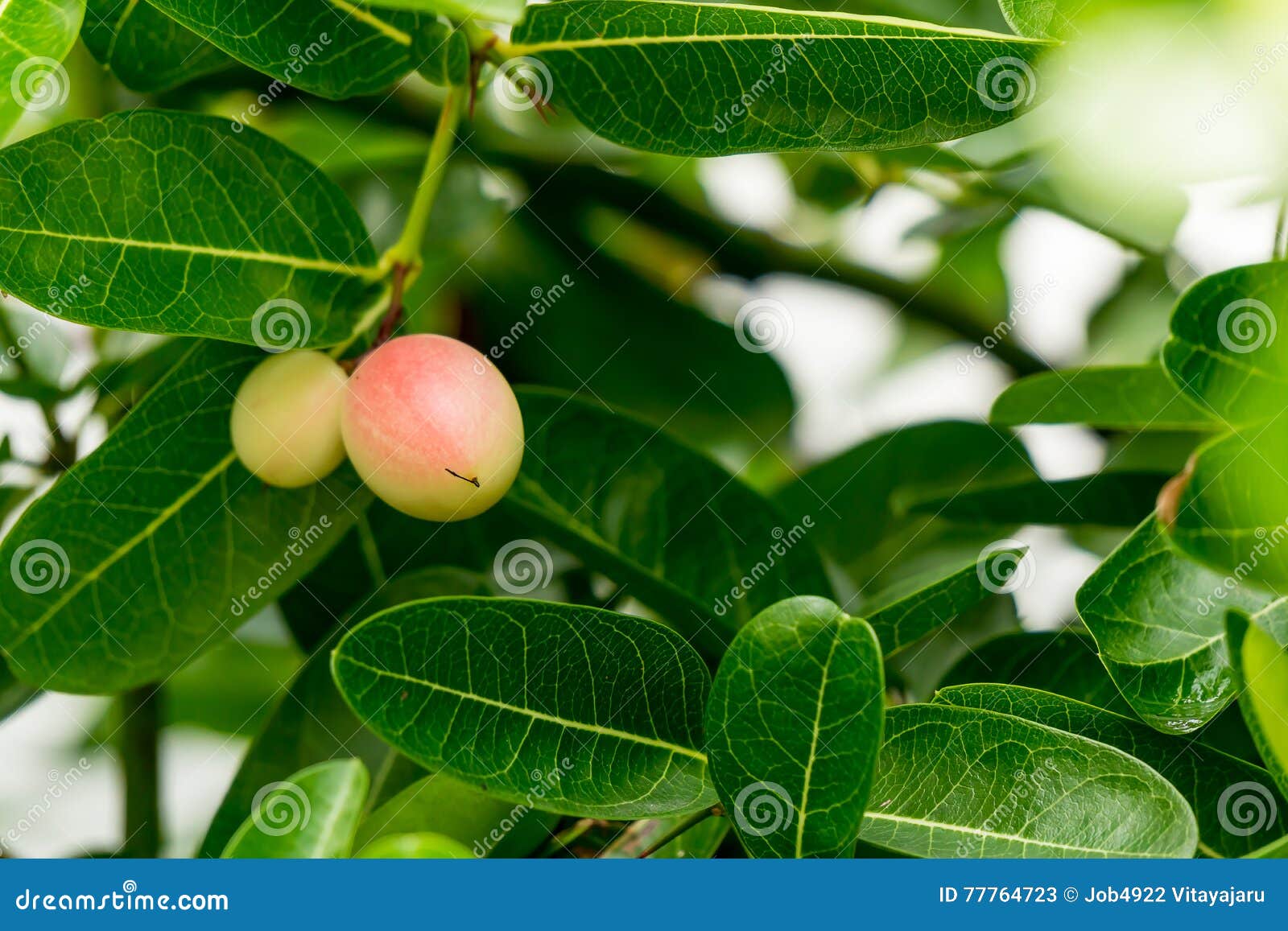 Karonda Fruit stock image. Image of asia, colorful, crop - 77764723